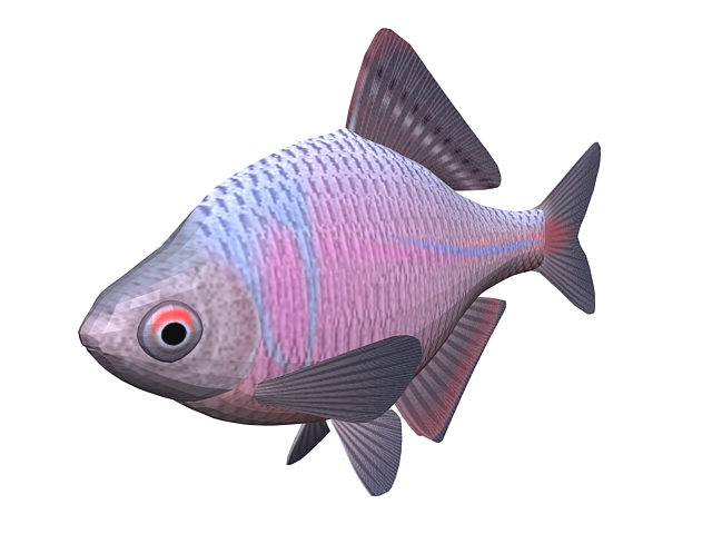 Japanese Bitterling Fish 3d Model 3ds Max Files Free Download 
