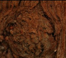 American beech Texture ID5416 - CadNav