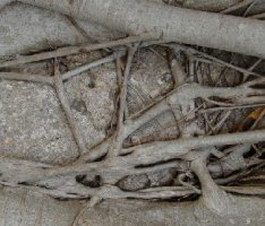 Bamboo Wall Covering Texture ID4043 - CadNav