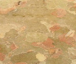 Cross-section log Texture ID5723 - CadNav
