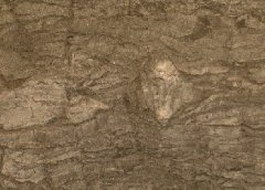 European walnut wood Texture ID5460 - CadNav