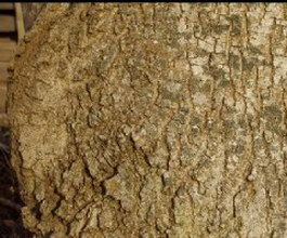 Tieghemella heckelii pierre Makore Texture ID5492 - CadNav