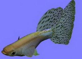 Guppy Blue Grass fish 3d model 3Ds Max files free download - CadNav