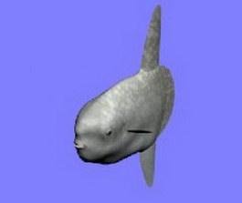 Manbou sunfish 3d model 3Ds Max files free download - CadNav