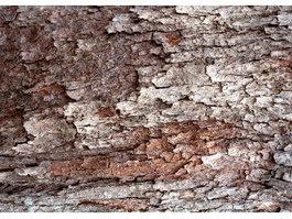 European larch Grey Texture ID5433 - CadNav