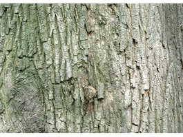 White afara wood Texture ID5468 - CadNav