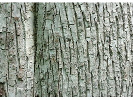 Basswood Texture ID408 - CadNav