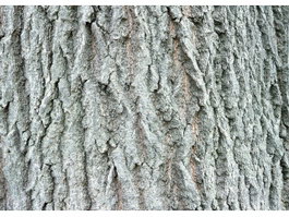 Olive ash Texture ID5410 - CadNav
