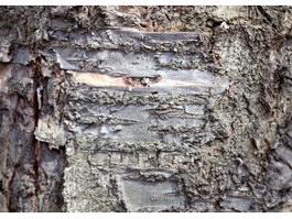 Bamboo strip mat Texture ID4046 - CadNav