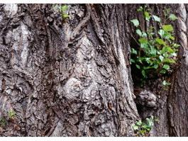 Sawing incision of tree Texture ID5703 - CadNav