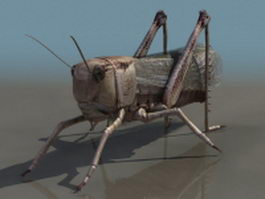 Brown locust 3d model 3D Studio files free download - CadNav