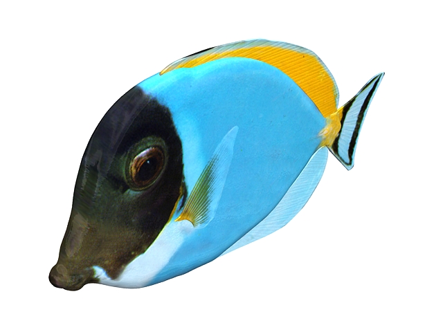 Blue Tang Fish 3d Model 3ds Max Files Free Download Modeling 19757 On 