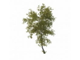 Rice Plant 3d model 3ds Max files free download - modeling 41726 on CadNav