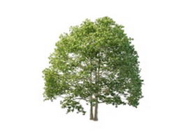 North American beech tree 3d model 3ds max files free download - CadNav