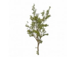 Silver leaf poplar tree 3d model 3ds max files free download - CadNav