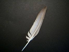 Goose Feather 3d model Object files free download - CadNav