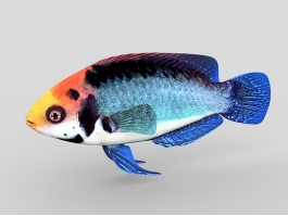 Fish 3D Models Free Download - CadNav