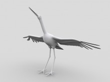 Ciconia Bird 3D Model Download - 3D Studio Files - CadNav