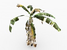 Dead Banana Tree 3D Model Download - 3ds Max Files - CadNav