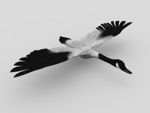 Birds 3D Models Free Download - CadNav