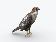 Birds 3D Models Free Download - CadNav